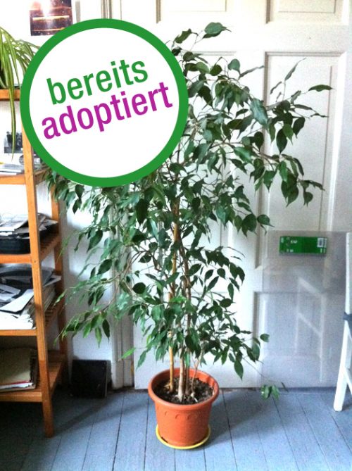 Ficus „Johannis“ – botanoadopt