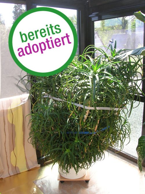 Aloe Arborescens „Jungle Lab“ – botanoadopt