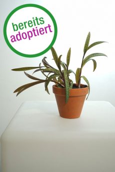 Lilie „Lilo Wunder“ – botanoadopt